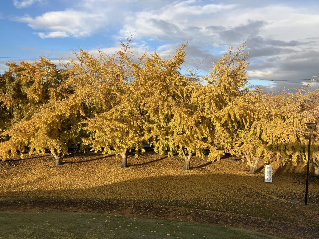The 28th Sobue Ginkgo Autumn Leaf Festival | 祖父江町商工会
